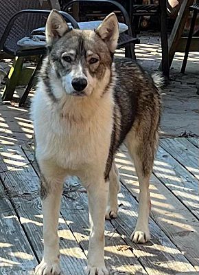 Southbury, CT - Siberian Husky/Spitz (Unknown Type, Medium). Meet Rip ...