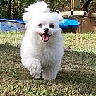 Maltere Puppies - Maltese Rescue and Adoption Near You