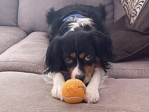 Columbia, SC - Cavalier King Charles Spaniel/Yorkie, Yorkshire Terrier ...