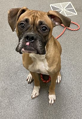 Des Moines, IA - Boxer. Meet Darma a Pet for Adoption - AdoptaPet.com