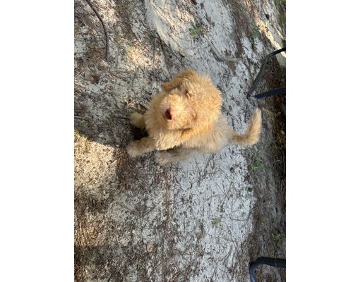 Columbia, SC - Labradoodle. Meet Rocket a Pet for Adoption - AdoptaPet.com