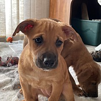 Adoptable Pets – Rover Rescue