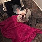 French Bulldog Puppies - Rescue and Adoption Near You