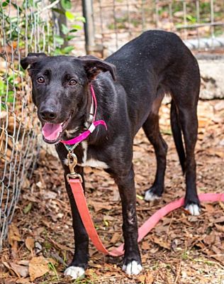 Brookhaven, MS - Shepherd (Unknown Type)/Retriever (Unknown Type). Meet ...