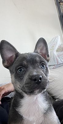 Inglewood, CA - Pitsky/American Pit Bull Terrier. Meet Lulu a Pet for ...