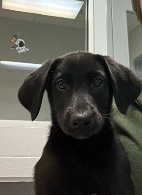 Topeka, KS - Labrador Retriever. Meet Mystic a Pet for Adoption ...