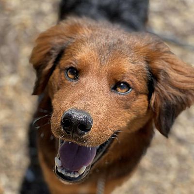 Dublin, CA - Shepherd (Unknown Type). Meet Gopher a Pet for Adoption ...