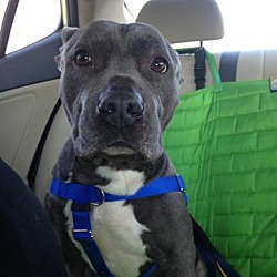 Villa Park, IL - Staffordshire Bull Terrier/Pit Bull Terrier. Meet ...