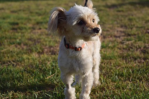 Huntington Beach, CA - Yorkie, Yorkshire Terrier/Papillon. Meet RITA a ...