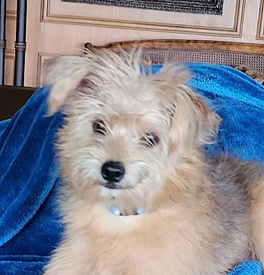 Cincinnati, OH - Cairn Terrier/Yorkie, Yorkshire Terrier. Meet Benjamin ...