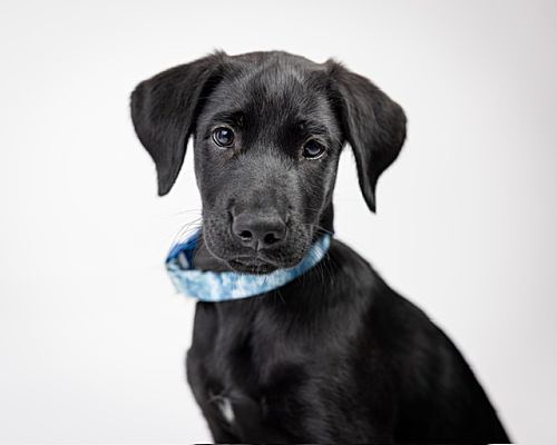 Queens, NY - Labrador Retriever. Meet Melissa a Pet for Adoption ...