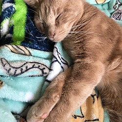 Tigard, OR - Domestic Shorthair. Meet Finnegan a Pet for Adoption ...
