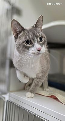 Topeka, KS - Siamese. Meet Coconut a Pet for Adoption - AdoptaPet.com