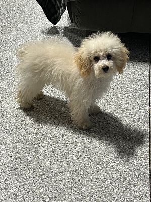 Antwerp, OH - Schnoodle. Meet Tiny. 4 lbs a Pet for Adoption ...