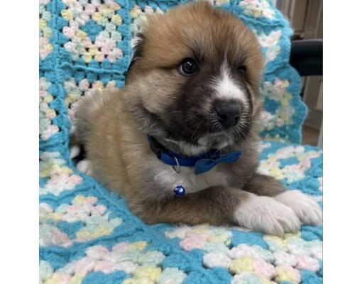 Monticello, IA - Australian Shepherd/Pointer. Meet Fisher a Pet for ...