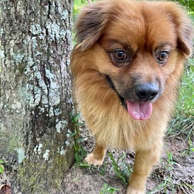 Blue Ridge, GA - Pomeranian/Chow Chow. Meet Mars a Pet for Adoption ...