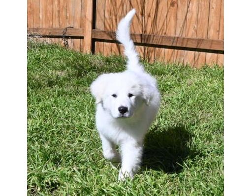 Salem, OR - Great Pyrenees. Meet Casper LLD a Pet for Adoption ...