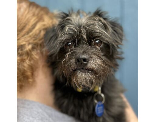 Decatur, GA - Jack Russell Terrier. Meet Fuzzy Wassy a Pet for Adoption ...