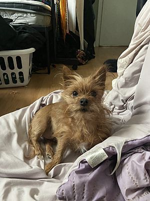Metairie, LA - Papillon/Yorkie, Yorkshire Terrier. Meet Maya a Pet for ...