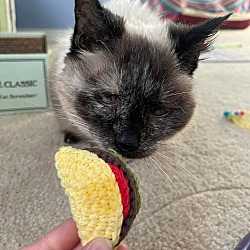 Philadelphia, PA - Siamese. Meet JINXY! a Pet for Adoption - AdoptaPet.com