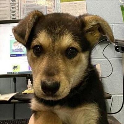 Rancho Santa Fe, CA - Mixed Breed (Medium). Meet Susie Q a Pet for ...