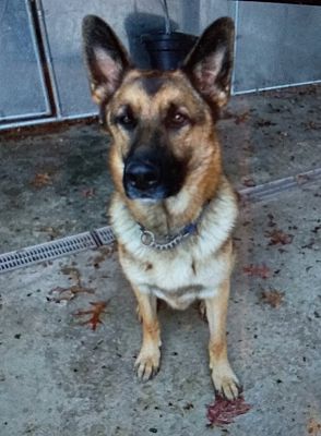 New Ringgold, PA - German Shepherd Dog. Meet Rusty a Pet for Adoption ...