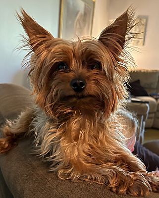 Mustang, OK - Yorkie, Yorkshire Terrier. Meet Bugsy a Pet for Adoption ...