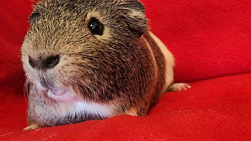 Los Angeles, CA - Guinea Pig. Meet Rocky a Pet for Adoption - AdoptaPet.com