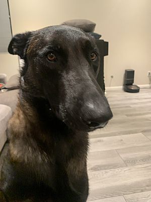 Oxnard, CA - Belgian Malinois. Meet Kilo a Pet for Adoption - AdoptaPet.com