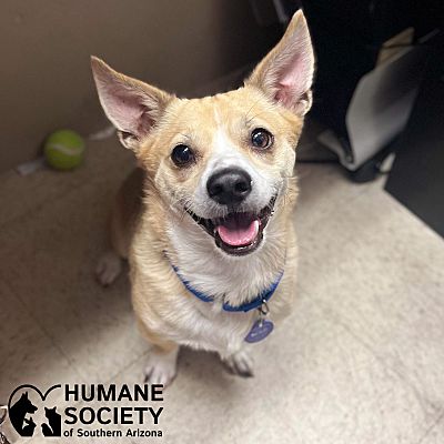 Tucson, AZ - Corgi. Meet BOOMER a Pet for Adoption - AdoptaPet.com