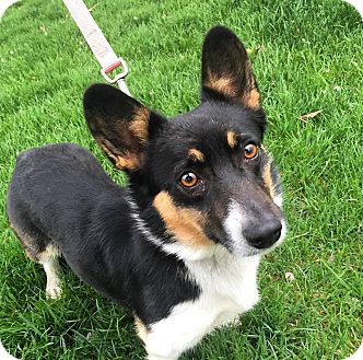 Denver, CO - Corgi. Meet Ali a Pet for Adoption.