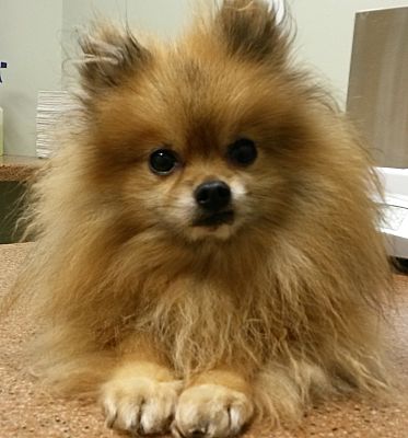 Muskegon, MI - Pomeranian. Meet Juju a Pet for Adoption - AdoptaPet.com