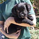 Cocker Spaniel Puppies - Rescue and Adoption Near You