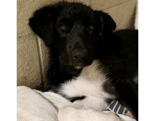 Moose Jaw, SK - German Shepherd Dog/Collie. Meet Ms. Johnsone a Pet for ...