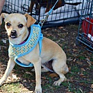 Pug Puppies - Pug Rescue and Adoption Near You
