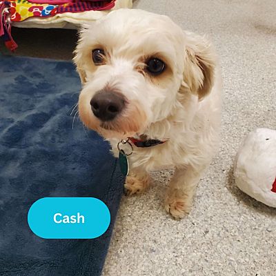 Detroit, MI - Maltese. Meet Cash a Pet for Adoption - AdoptaPet.com