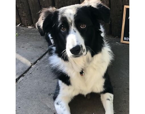 Midland, TX - Border Collie. Meet Molly a Pet for Adoption - AdoptaPet.com