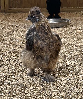 Houston, TX - Chicken. Meet Prada a Pet for Adoption - AdoptaPet.com