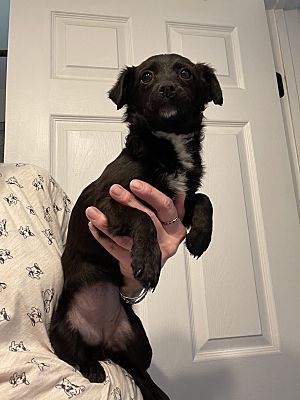 Memphis, MI - Goldendoodle/Chihuahua. Meet Sarah a Pet for Adoption ...