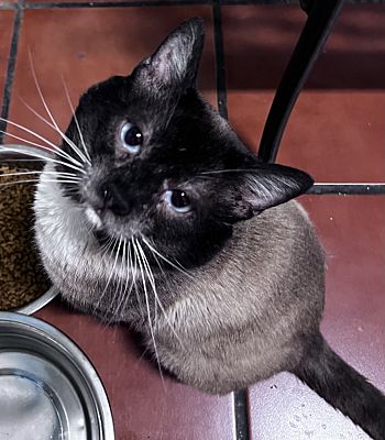 Jackson, GA - Siamese. Meet Ridgley a Pet for Adoption - AdoptaPet.com