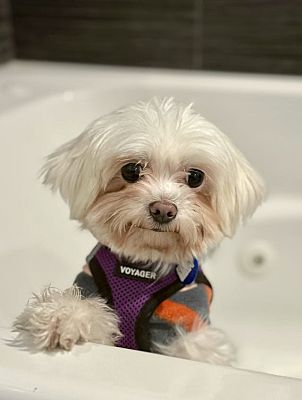 LONG ISLAND CITY, NY - Maltese. Meet Effy a Pet for Adoption ...