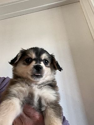 Studio City, CA - Chihuahua/King Charles Spaniel. Meet PLUM a Pet for ...