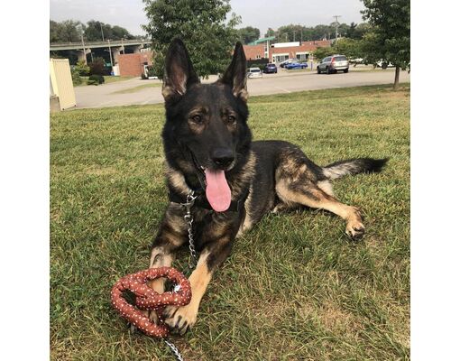 Pittsburgh, PA - German Shepherd Dog. Meet Randall a Pet for Adoption ...