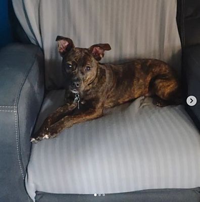 Catasauqua, PA - American Pit Bull Terrier/Mixed Breed (Medium). Meet ...