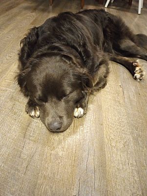 Folsom, CA - Great Pyrenees/Bull Terrier. Meet Merlin a Pet for ...