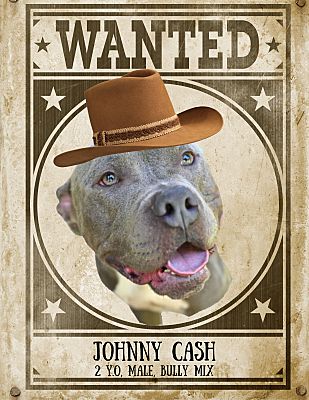 BASKING RIDGE, NJ - American Staffordshire Terrier/American Pit Bull ...