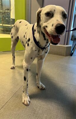 Rancho Cucamonga, CA - Dalmatian. Meet ELVIS a Pet for Adoption ...