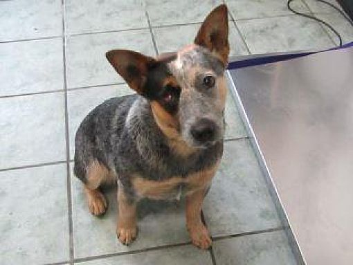 Weatherford, TX - Blue Heeler. Meet Nugget a Pet for Adoption ...