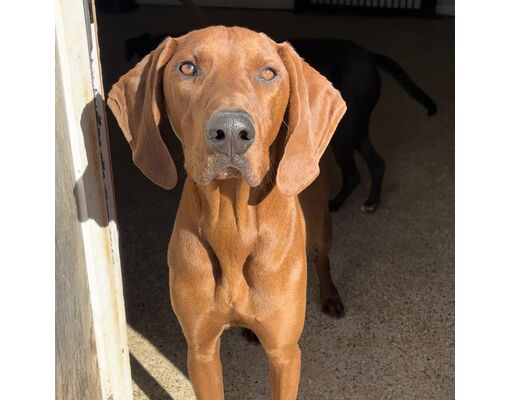 Huntsville, AL - Redbone Coonhound/Mixed Breed (Medium). Meet Nacho a ...