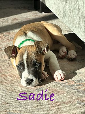 Salem, OR - American Staffordshire Terrier/Boxer. Meet Sadie a Pet for ...